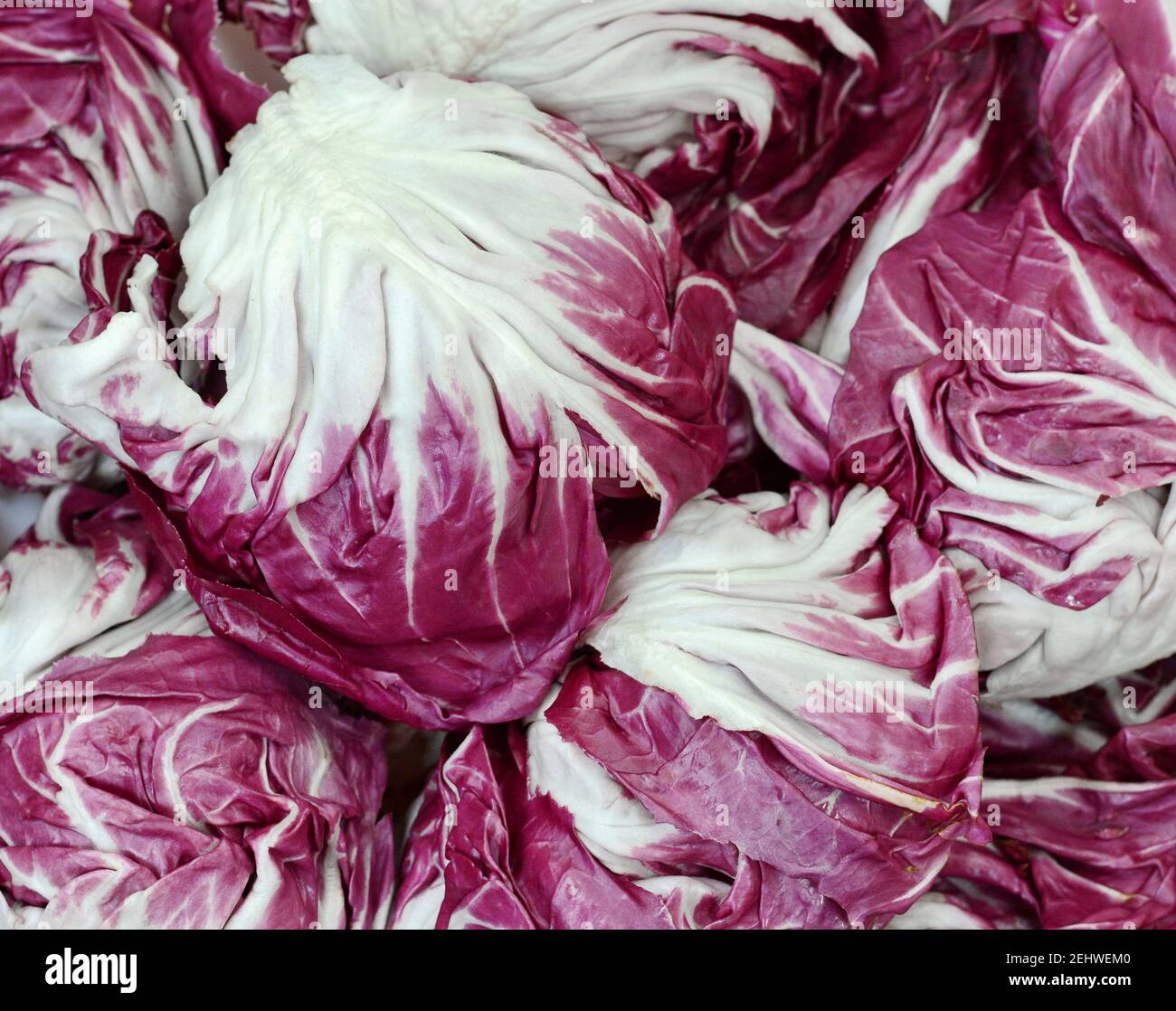 Radicchio, red salad isolated on white background. Red cabbage Stock ...