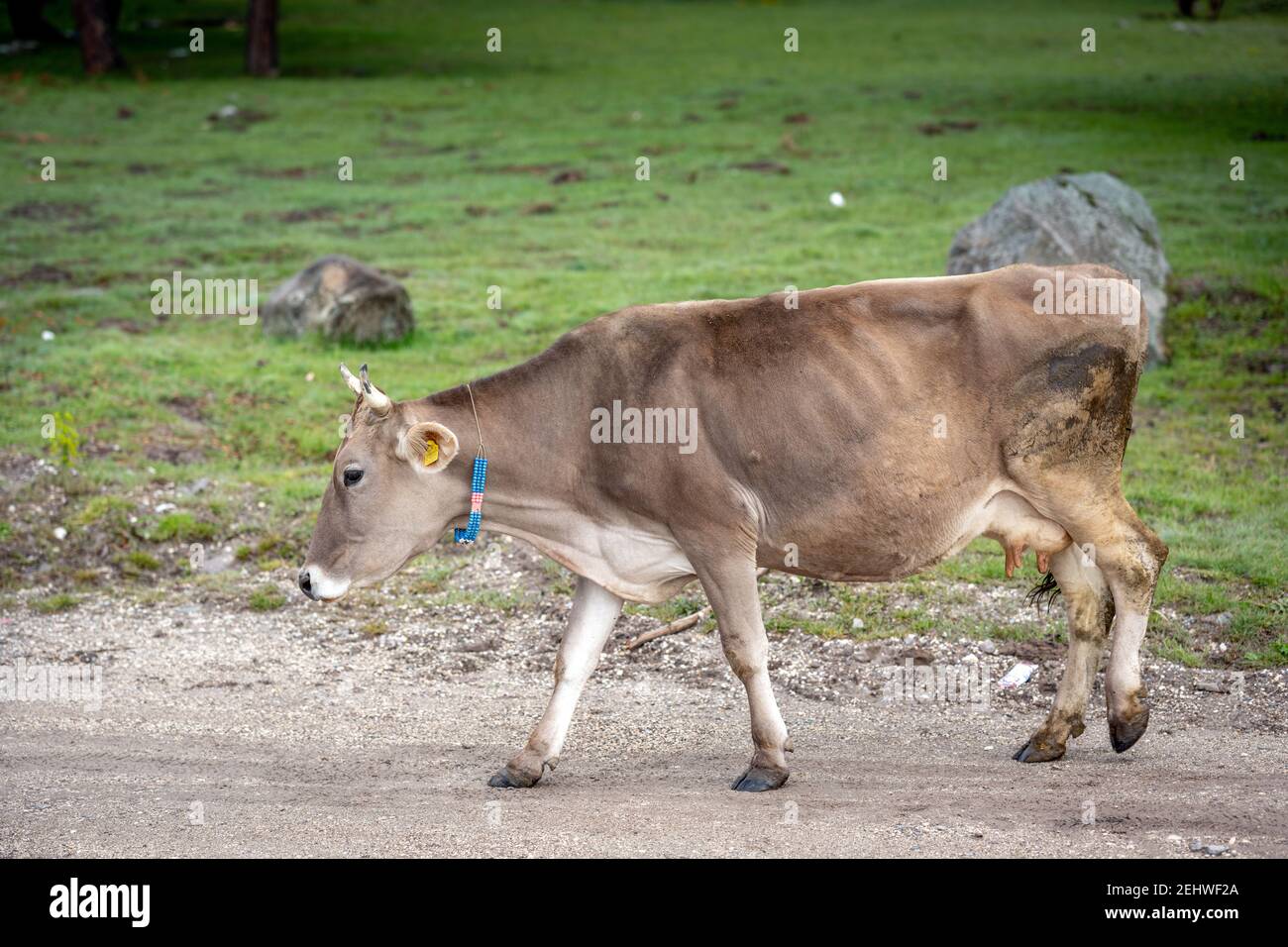 domestic breed cow in a forest Bolu, Turkey Stock Photo - Alamy