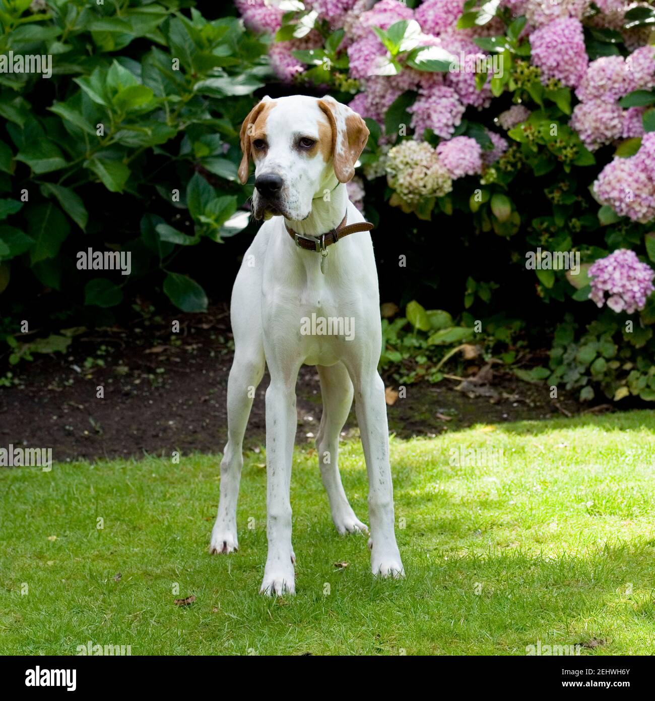 English pointer hi-res stock photography and images - Alamy