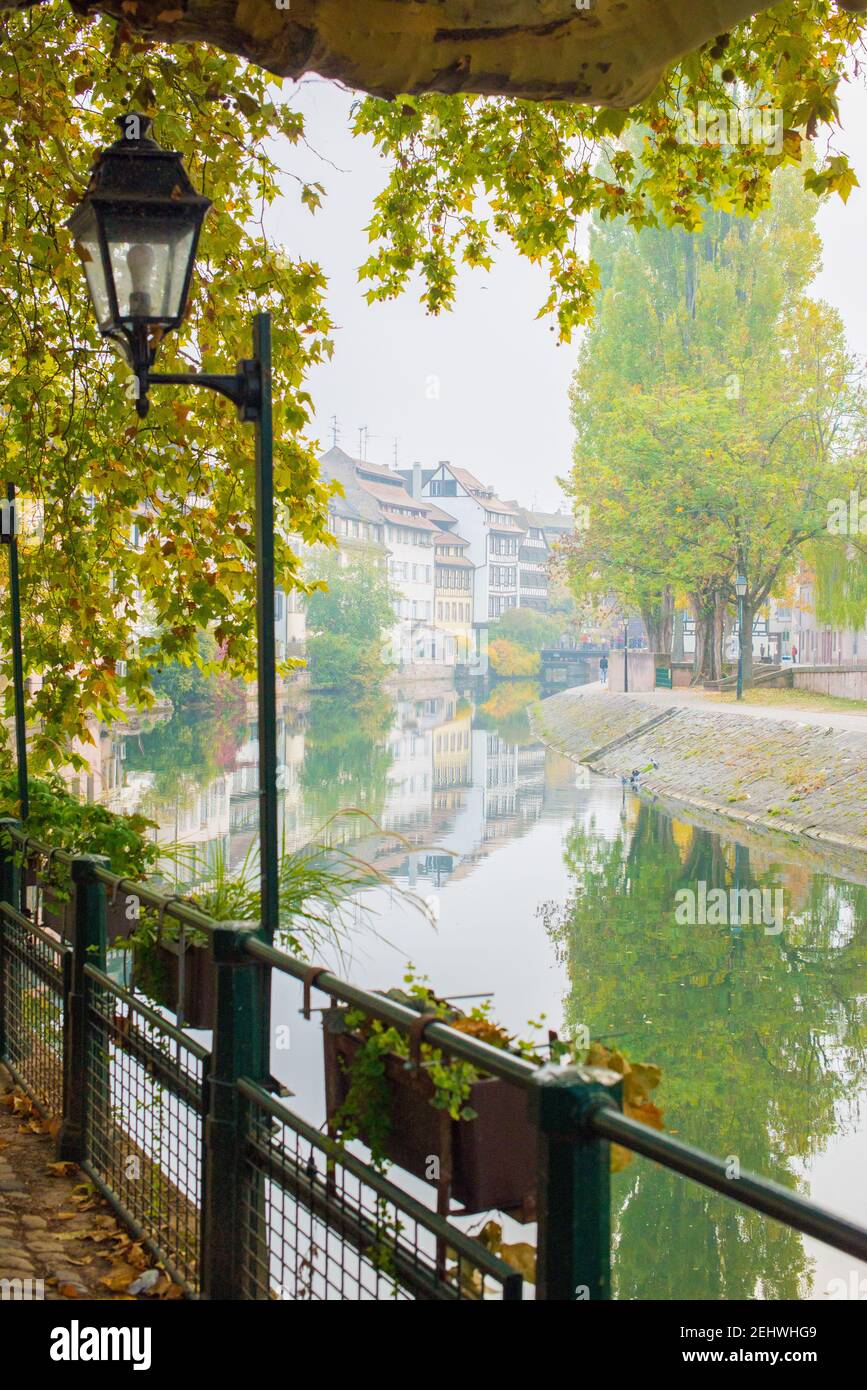 A close up of a tree photo Stock Photo - Alamy