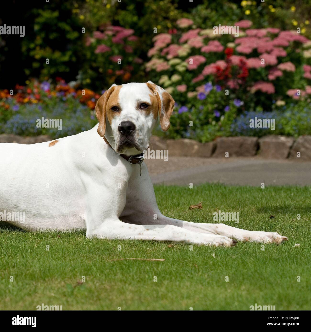 English Pointer dog Stock Photo - Alamy