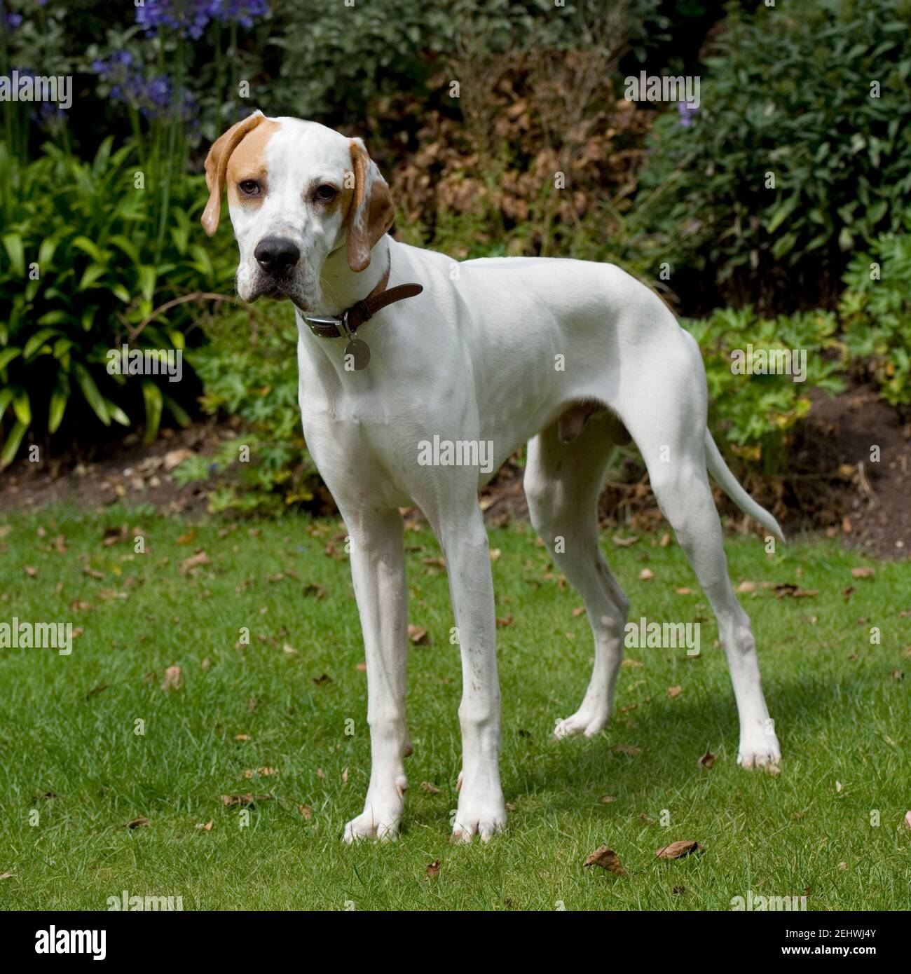 English Pointer dog Stock Photo - Alamy