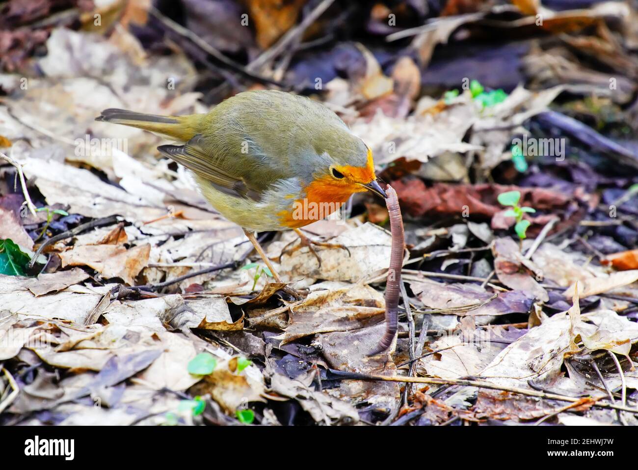 Robin eating earthworm hi-res stock photography and images - Alamy