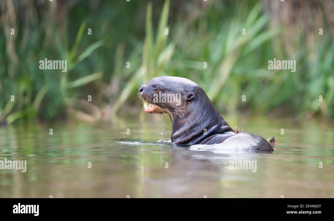 Close up of a Giant otter eating fish in a river, Pantanal, Brazil ...