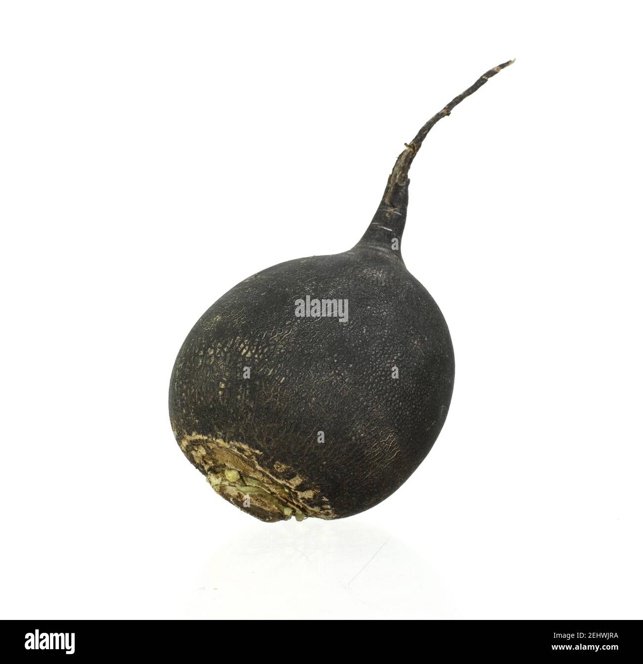 Black radishes isolated on a white background Stock Photo - Alamy