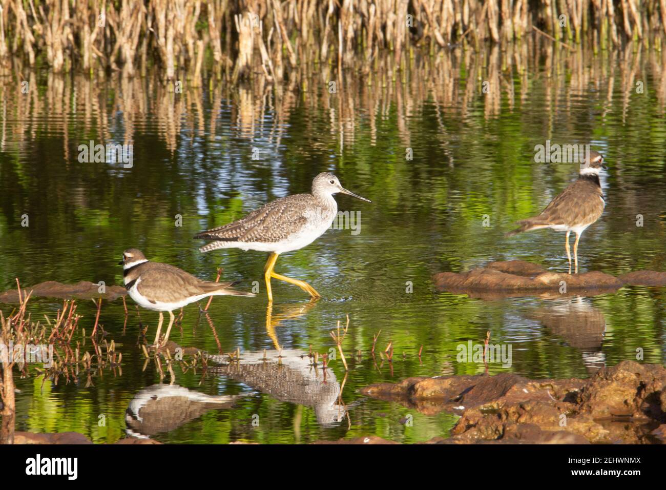 Greater yellowlegs (Tringa melanoleuca) greater yellow leg standing in ...
