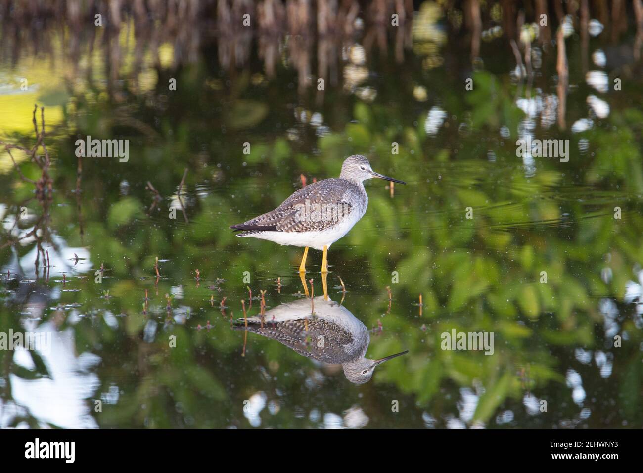 Greater yellowlegs (Tringa melanoleuca) greater yellow leg standing in ...