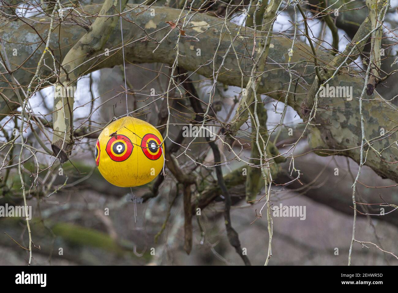Yellow inflated punch baloon high in tree hi-res stock photography and ...