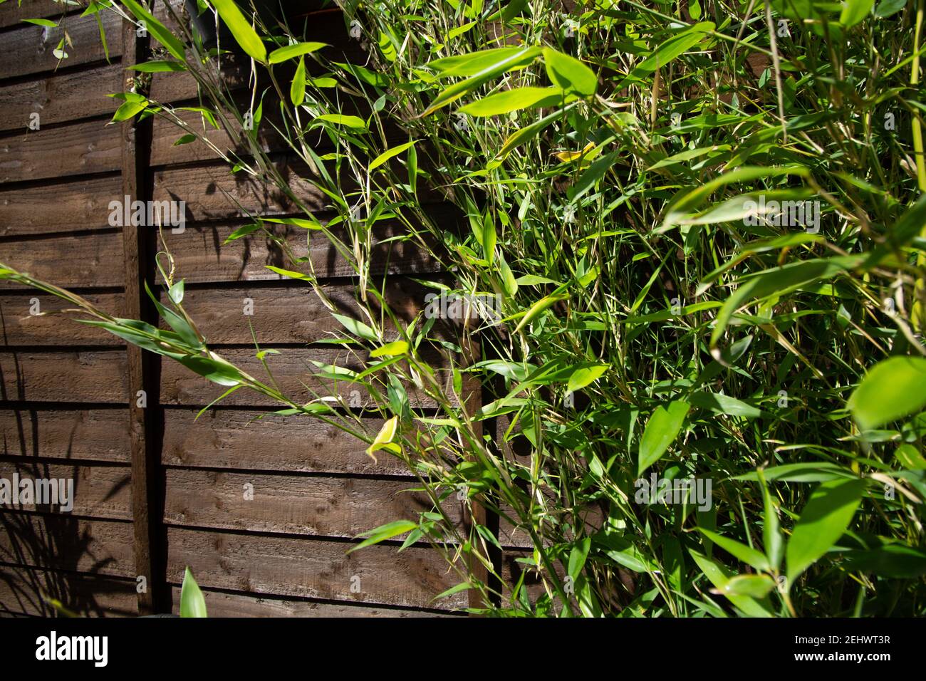 Bamboo grass pattern hi-res stock photography and images - Alamy