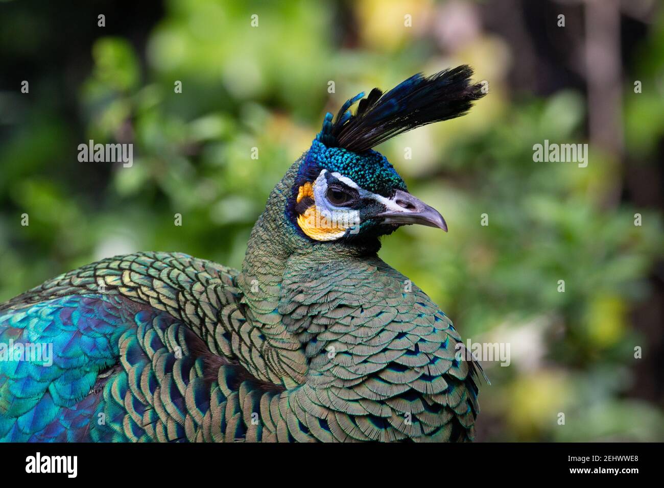 Green peafowl hi-res stock photography and images - Alamy