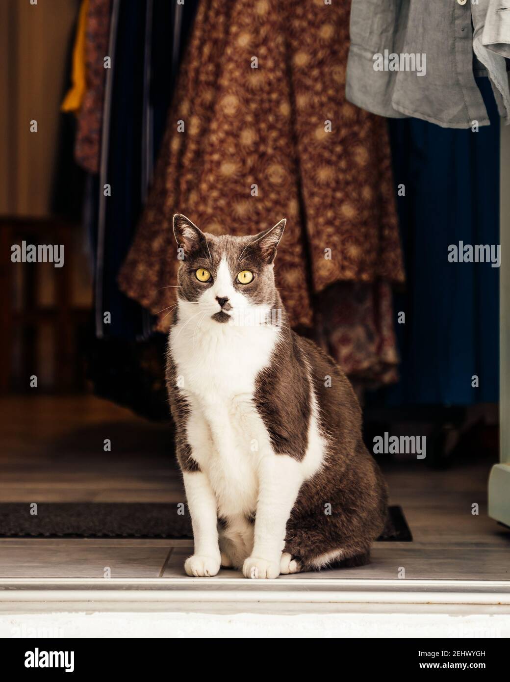 The cat stare Stock Photo - Alamy