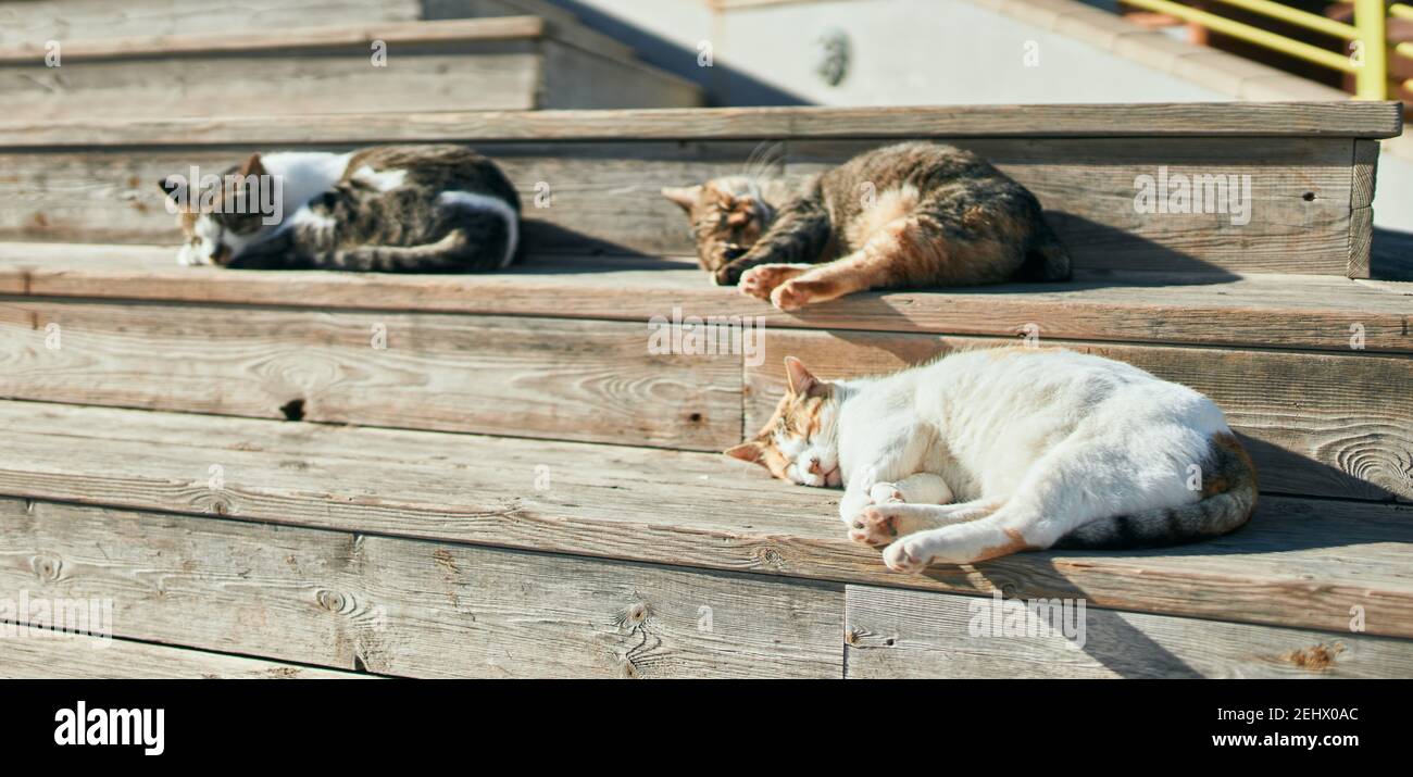 Cats Sleeping Outside