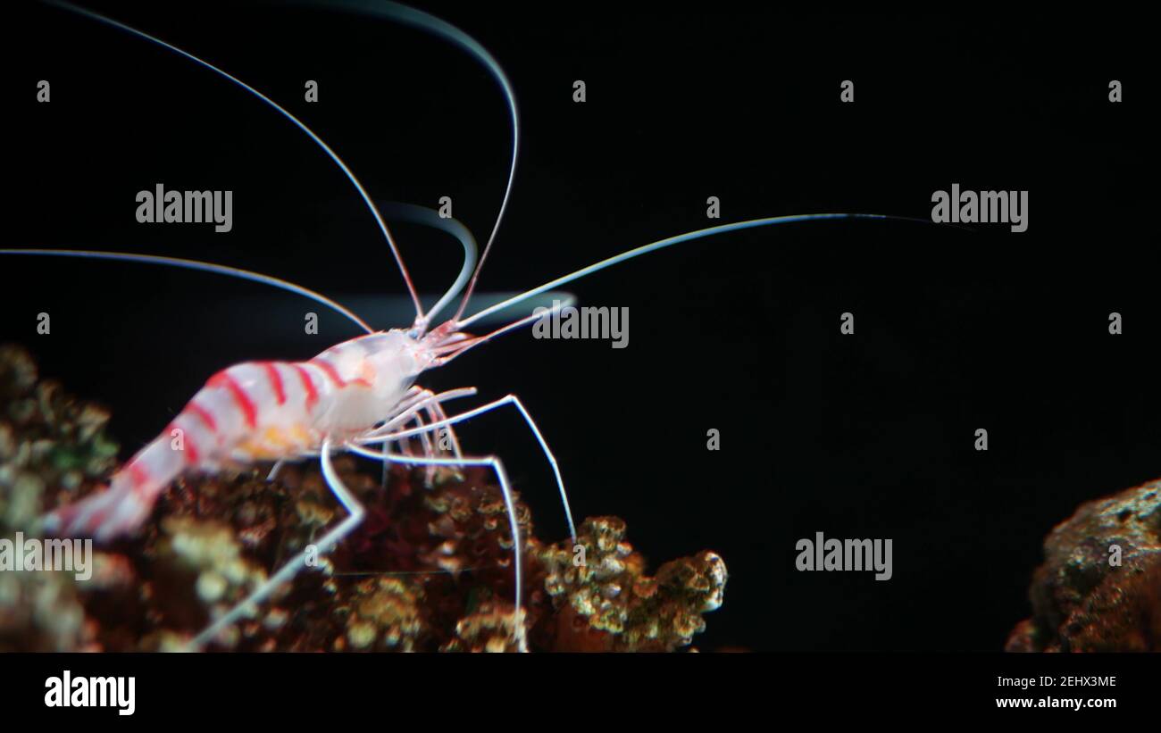 Tiger Prawn Aquarium