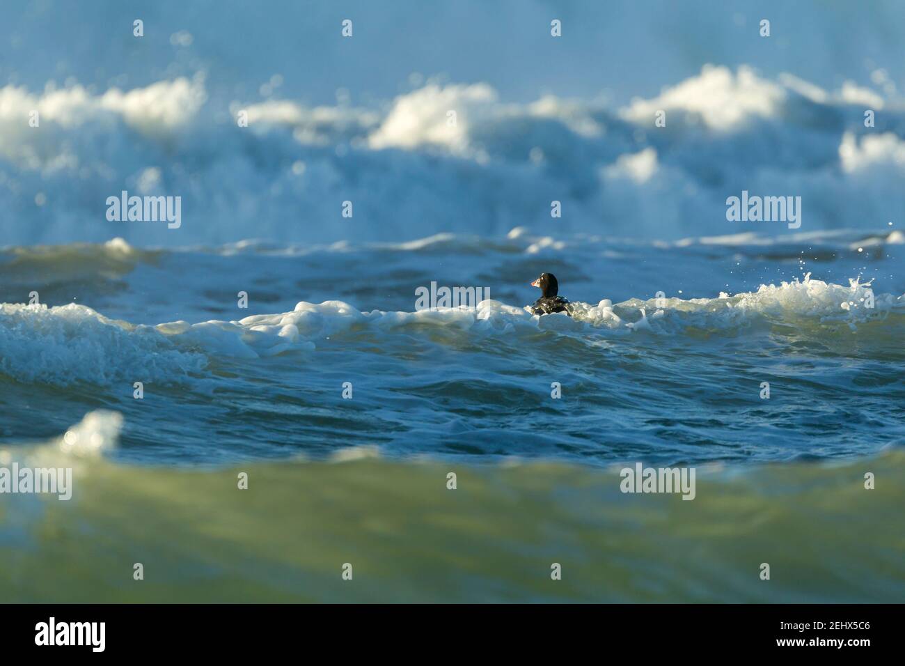 Surf scoter california hi-res stock photography and images - Alamy