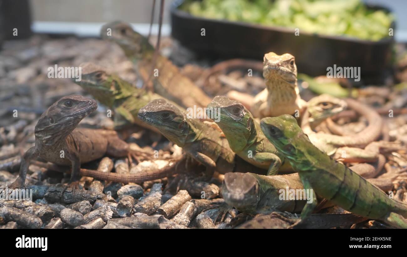 Baby lizards chilling in terrarium. Small lizard lying and resting ...