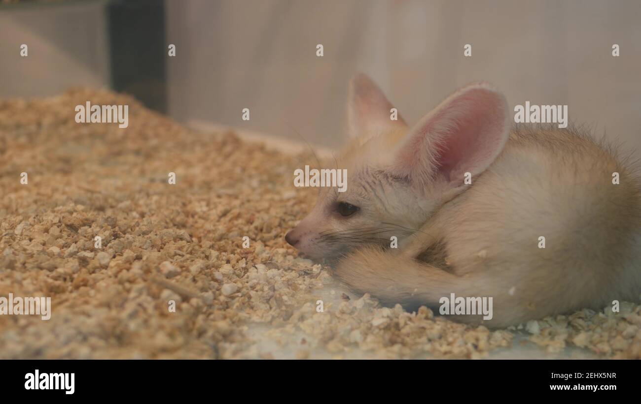 Unhappy fennec lying on cage floor. Cute sad fennec fox lying on wooden ...