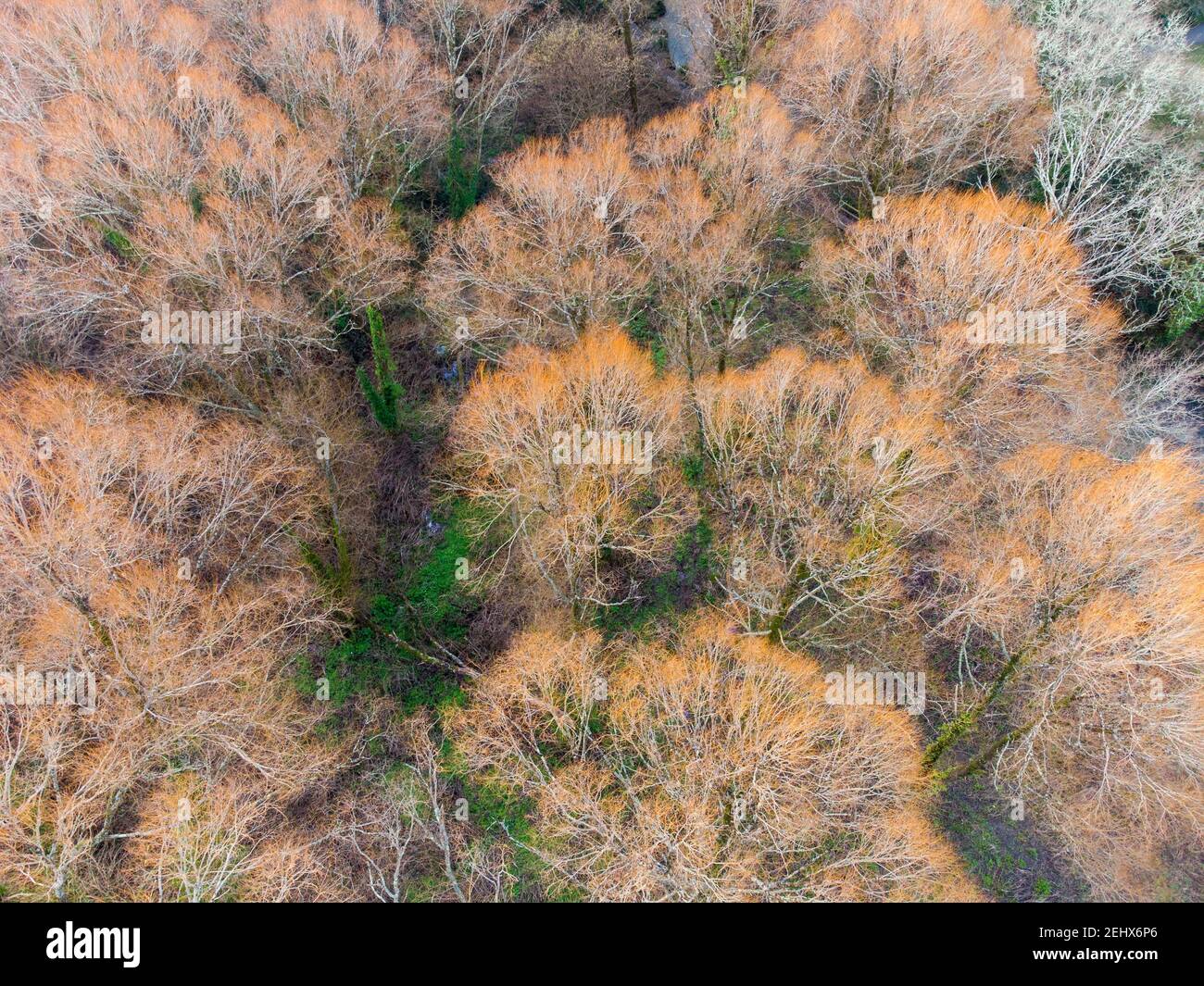 Drone shot of trees hi-res stock photography and images - Alamy