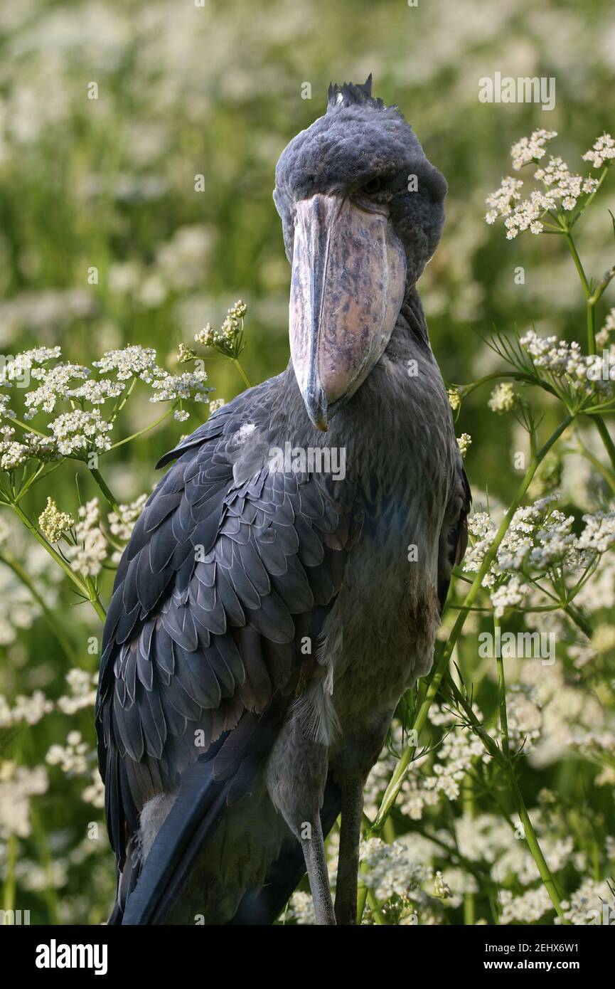 African Shoebill, Balaeniceps rex, also known as Whalehead, is a very ...