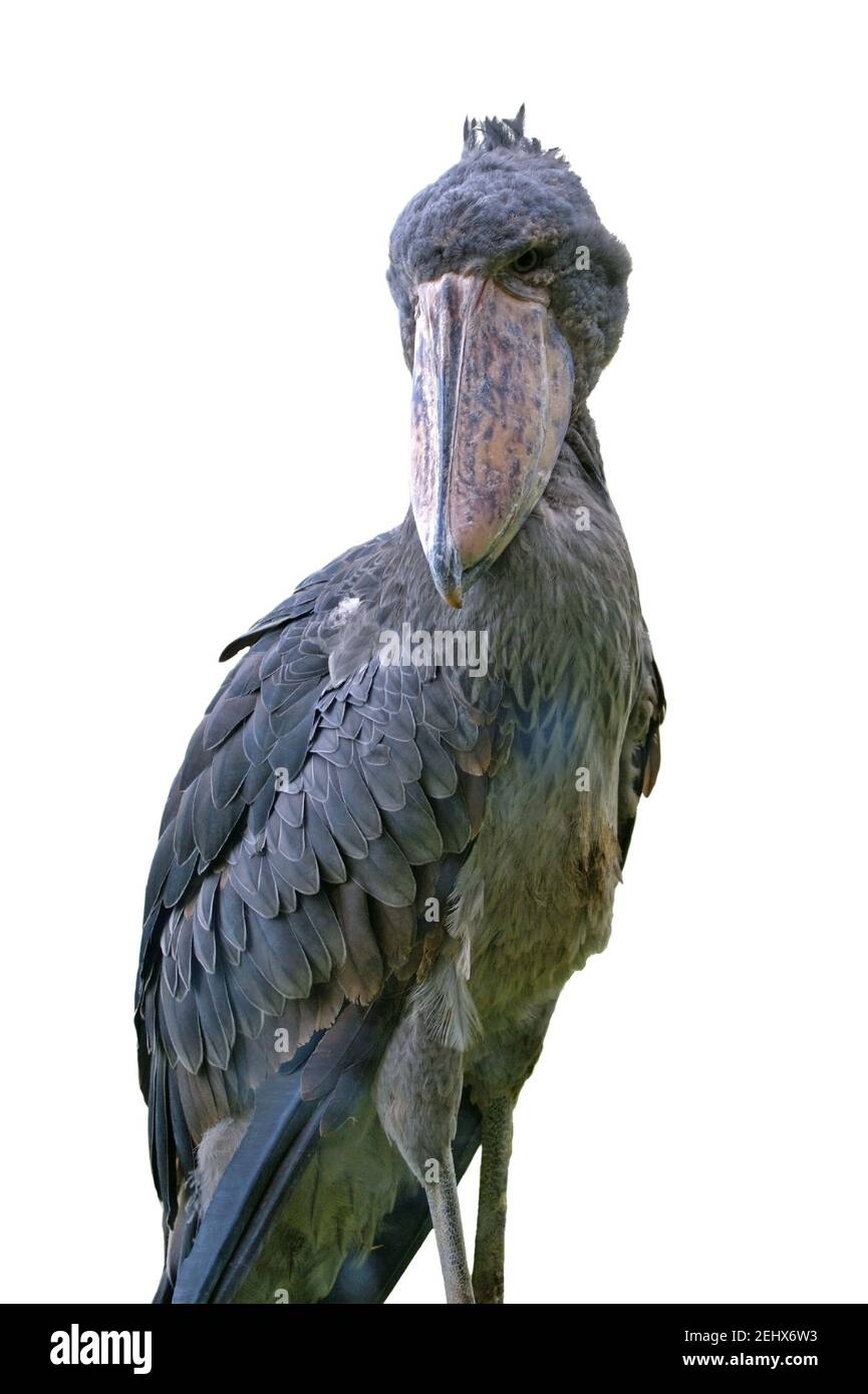African Shoebill