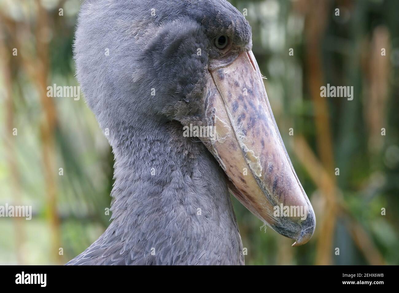 African Shoebill, Balaeniceps rex, also known as Whalehead, is a very ...