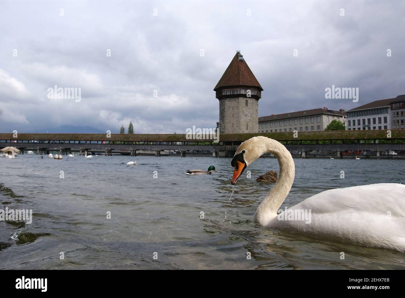 Lucerne, Switzerland, the white swans on Lake Lucerne on the background ...