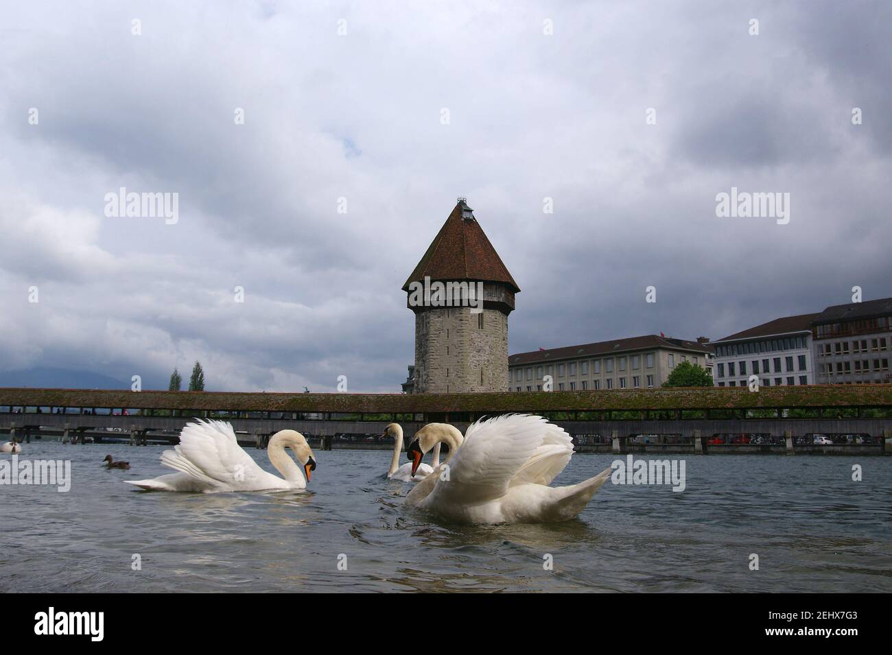 Lucerne, Switzerland, the white swans on Lake Lucerne on the background ...