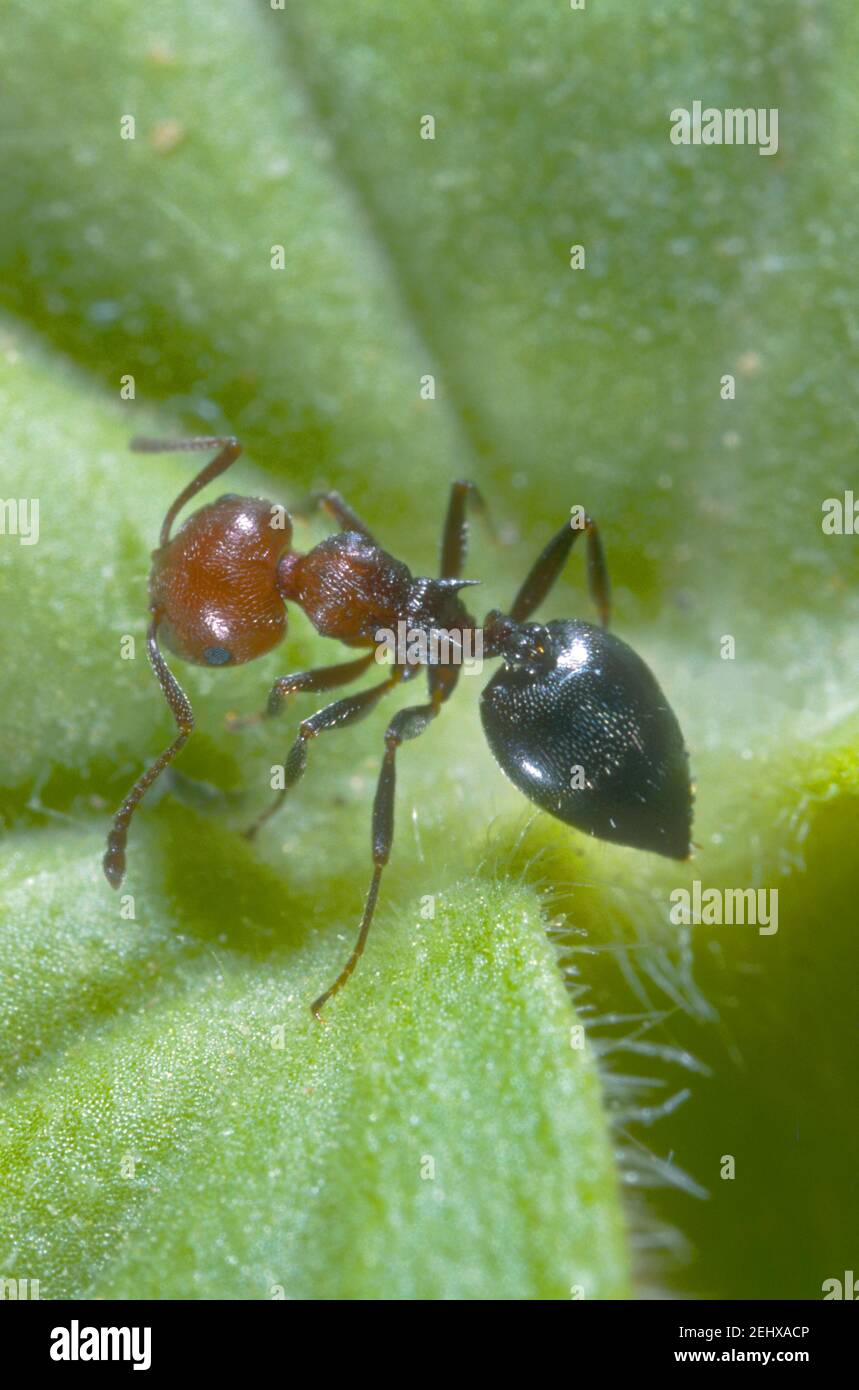 Crematogaster Ant High Resolution Stock Photography and Images - Alamy