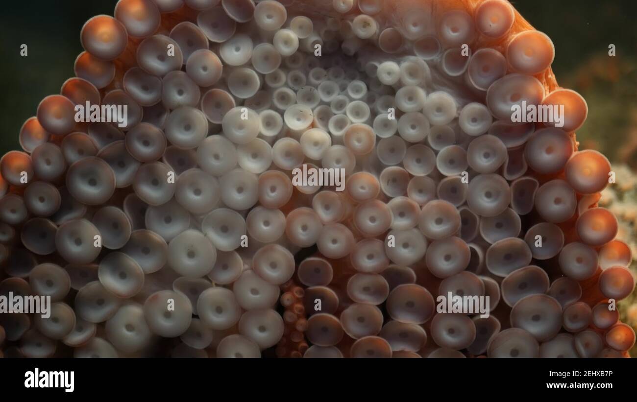 Weird octopus with suckers on arms. Giant squid tentacles macro close ...
