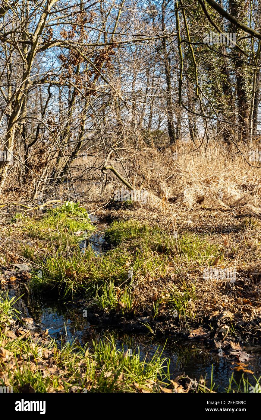 Small brook is flowing between small bushes grass and trees in park ...
