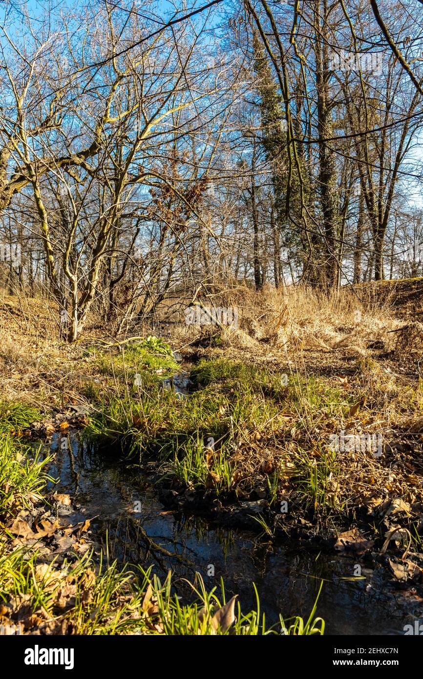 Small brook is flowing between small bushes grass and trees in park ...