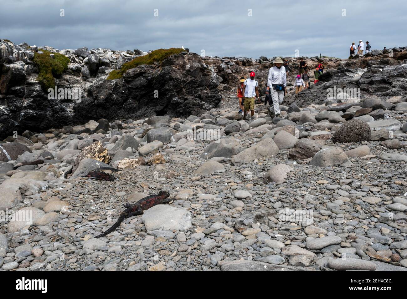 Marine Iguana (Amblyrhynchus cristatus), Punta Suarez, Espanola Island ...