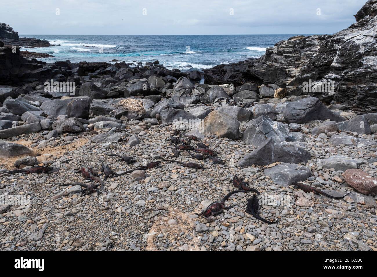 Marine Iguana (Amblyrhynchus cristatus), Punta Suarez, Espanola Island ...