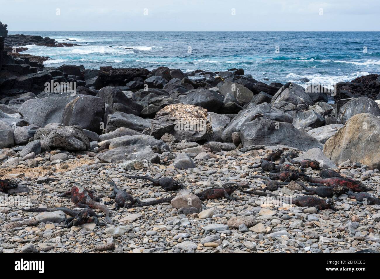 Marine Iguana (Amblyrhynchus cristatus), Punta Suarez, Espanola Island ...