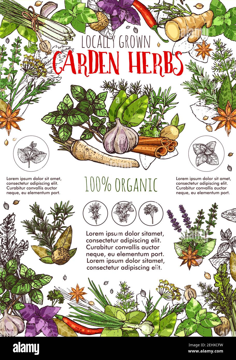 Herb and spice from garden sketch poster with seasonings. Garlic and ...