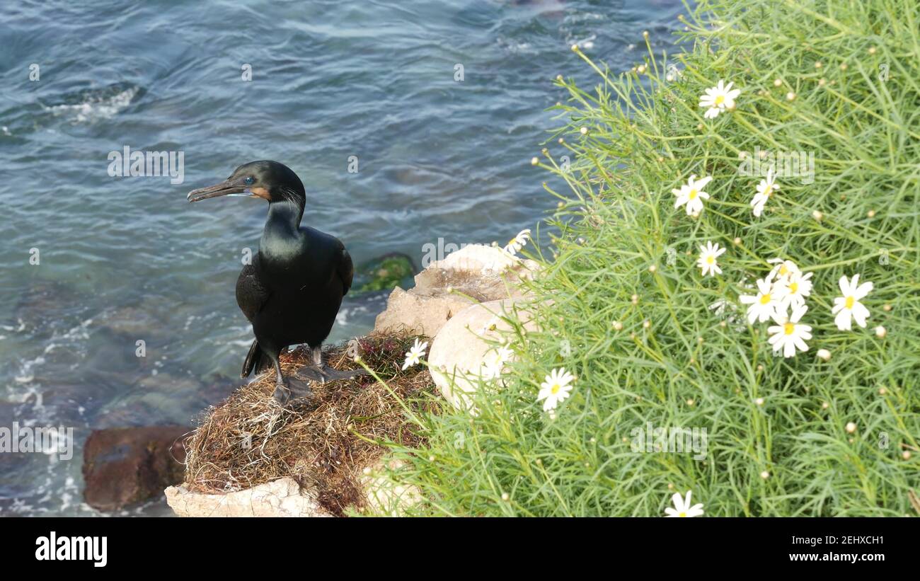 Double-crested cormorant after fishing in greenery. Sea bird with ...