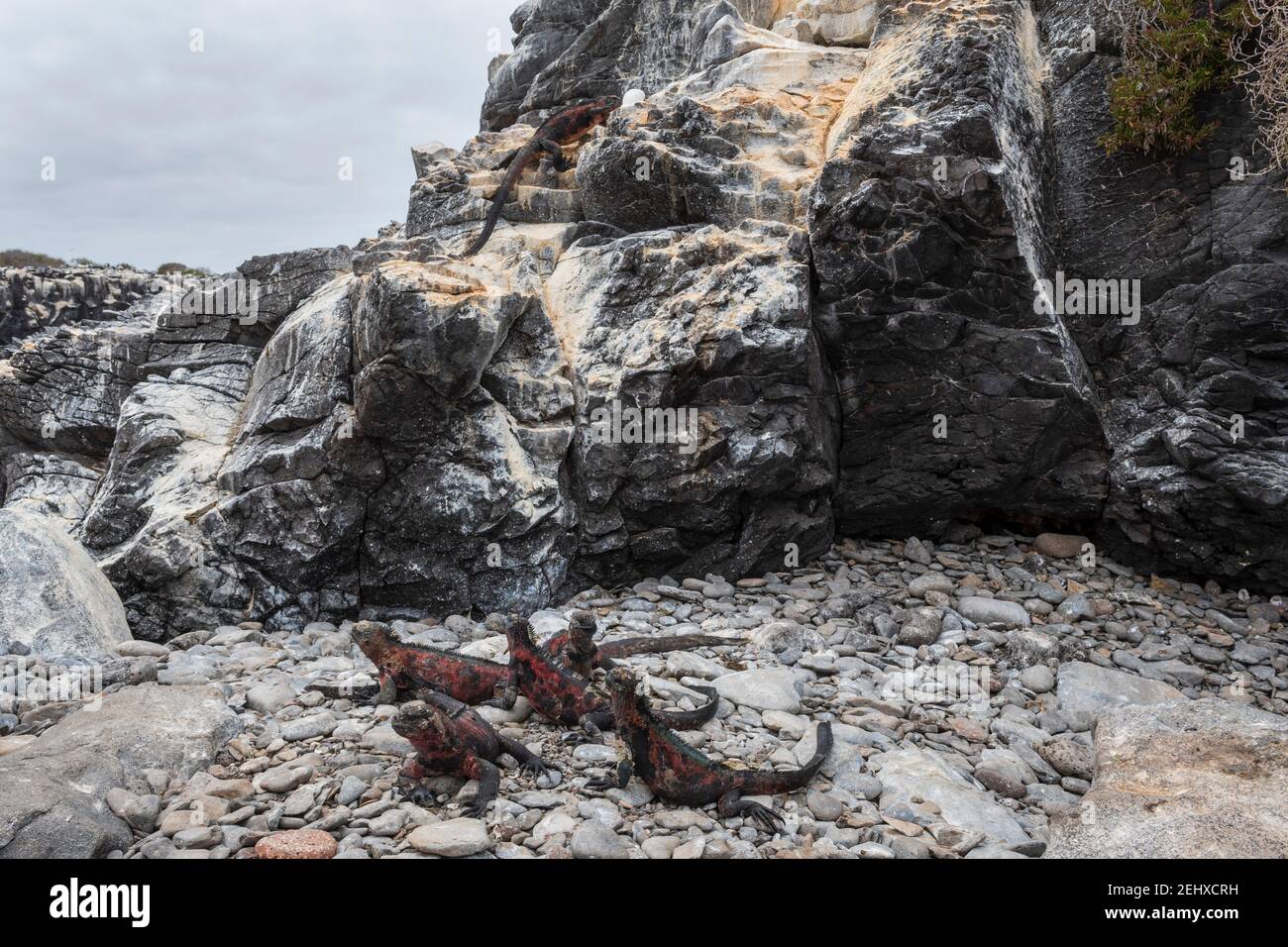 Marine Iguana (Amblyrhynchus cristatus), Punta Suarez, Espanola Island ...