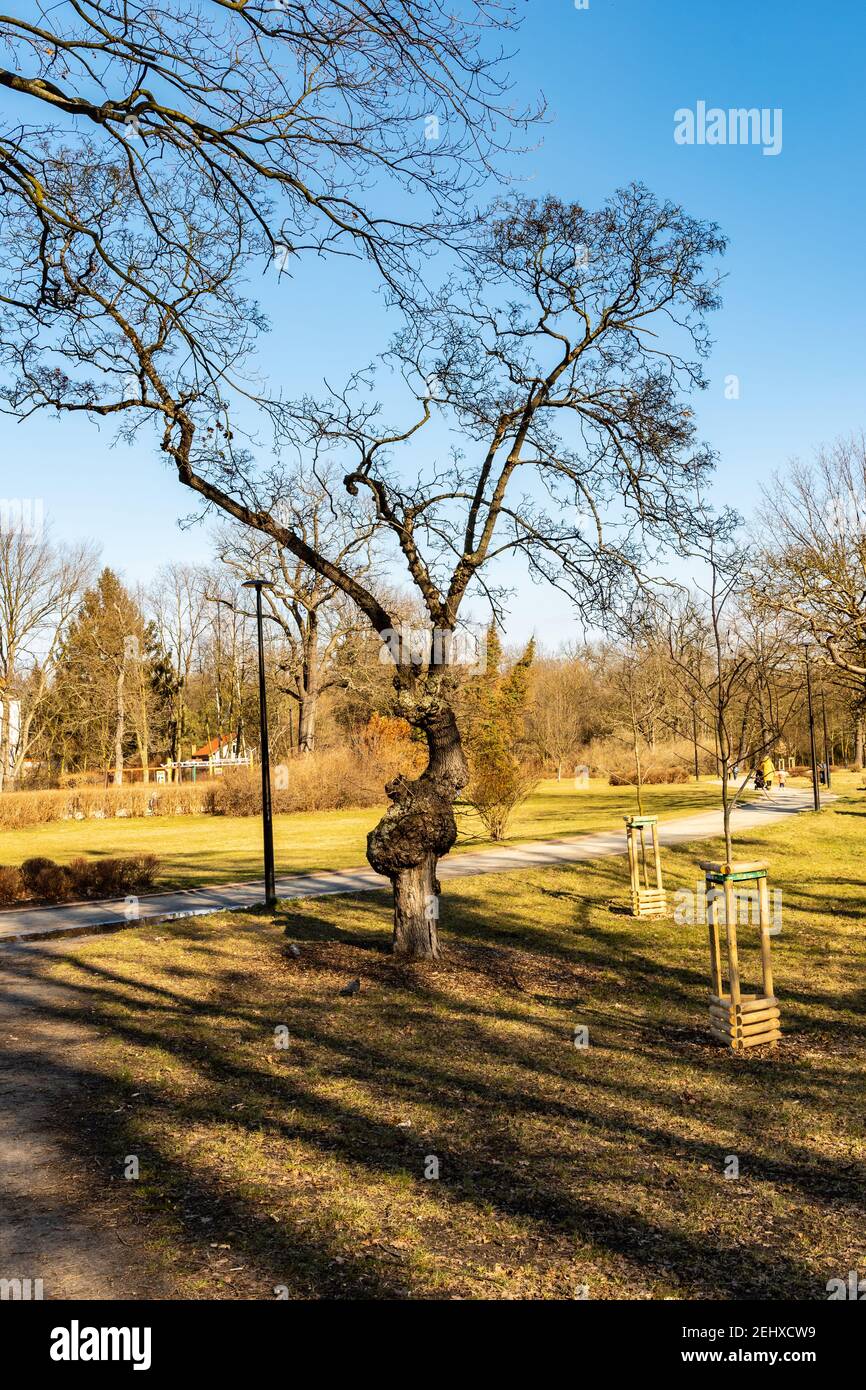 Small crooked tree grows near path in small park Stock Photo - Alamy
