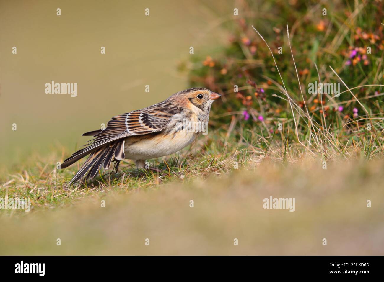 Lapland longspur male hi-res stock photography and images - Alamy