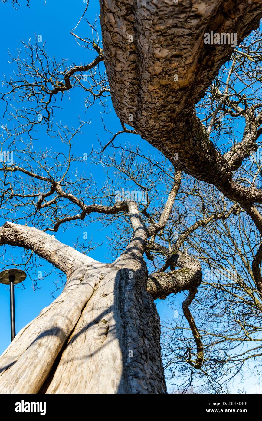 Upward view to high tree from inside of trunk of old tree Stock Photo ...