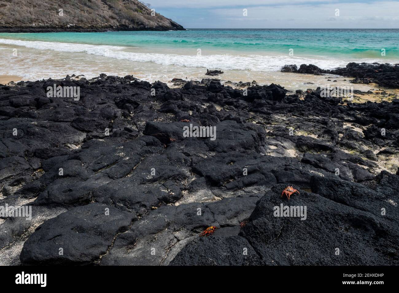 Floreana Island, Galapagos islands, Ecuador Stock Photo - Alamy