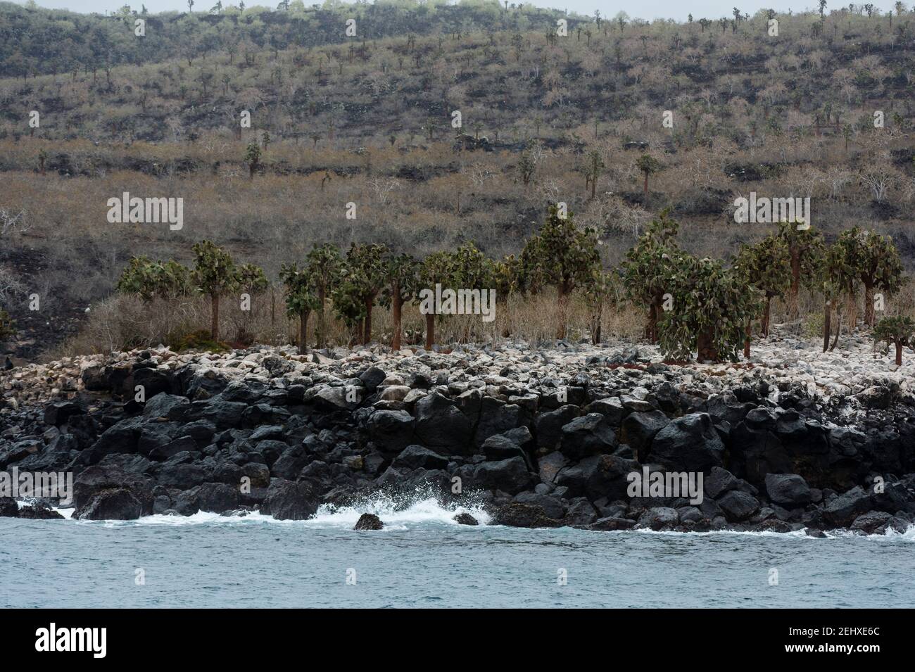 Santa Fe Island, Galapagos islands. Ecuador Stock Photo - Alamy