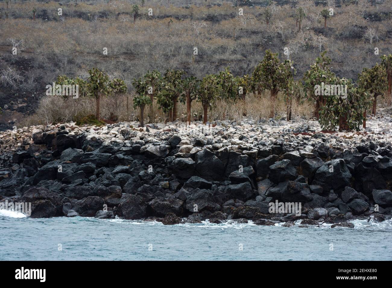 Santa Fe Island, Galapagos islands. Ecuador Stock Photo - Alamy
