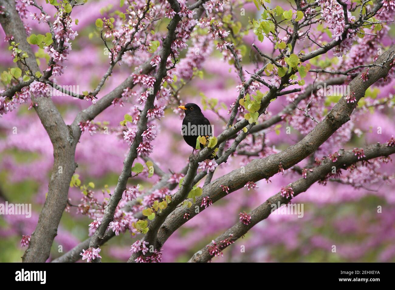 A flowering tree with pink flowers and black little bird Stock Photo ...