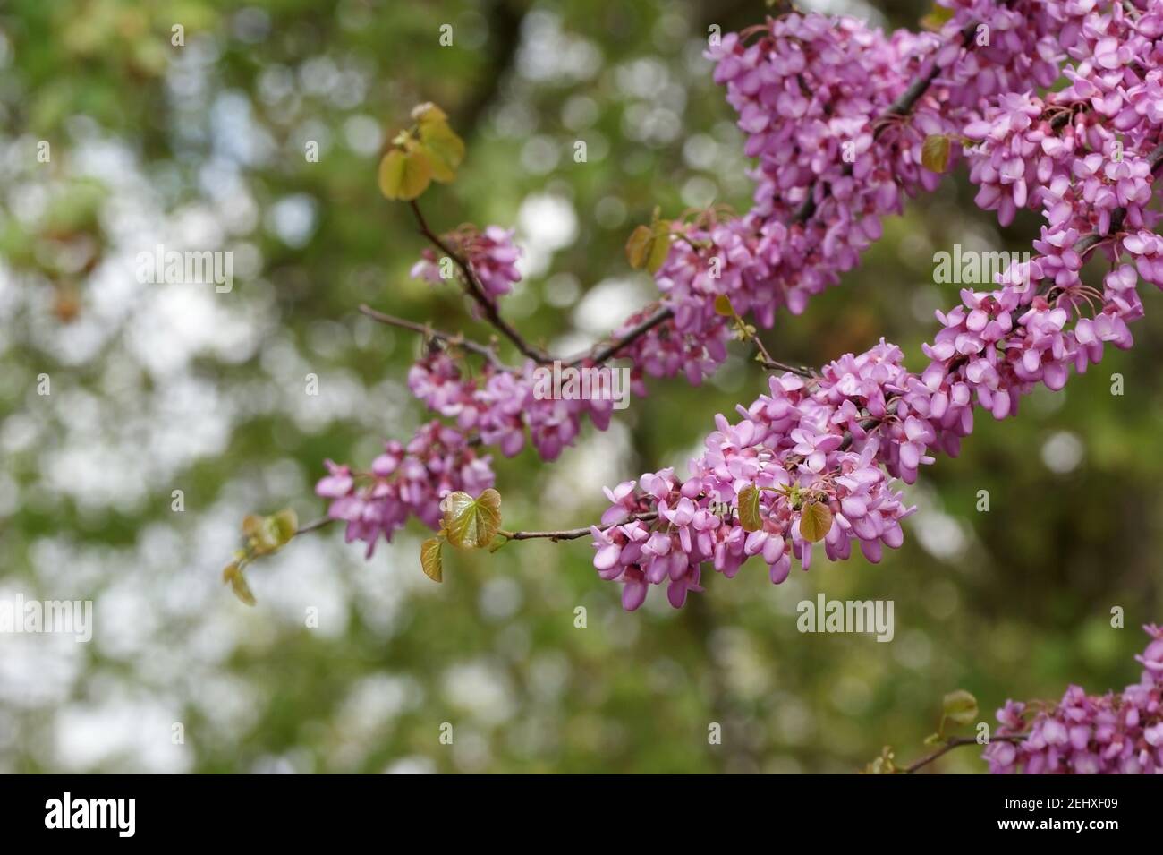 A flowering tree with pink flowers, spring, the month of May Stock ...
