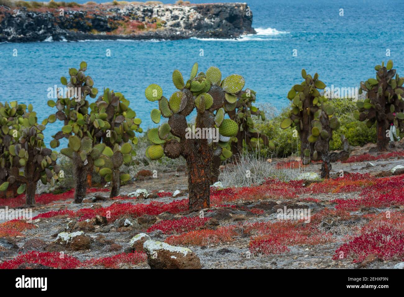 Sesuvium edmonstonei and cactus (Opuntia sp.), South Plaza Island ...