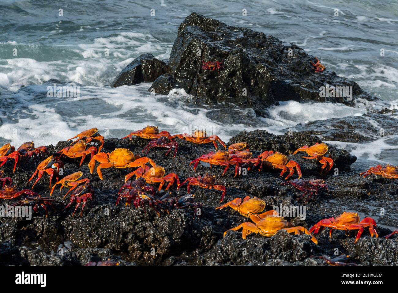 Sally Lightfoot Crab (Grapsus grapsus), Bachas beach, North Seymour ...