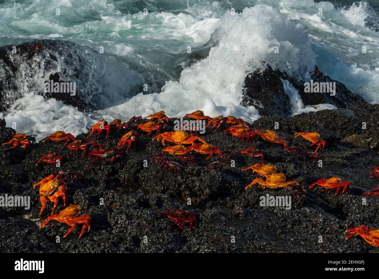 Sally Lightfoot Crab (Grapsus grapsus), Bachas beach, North Seymour ...