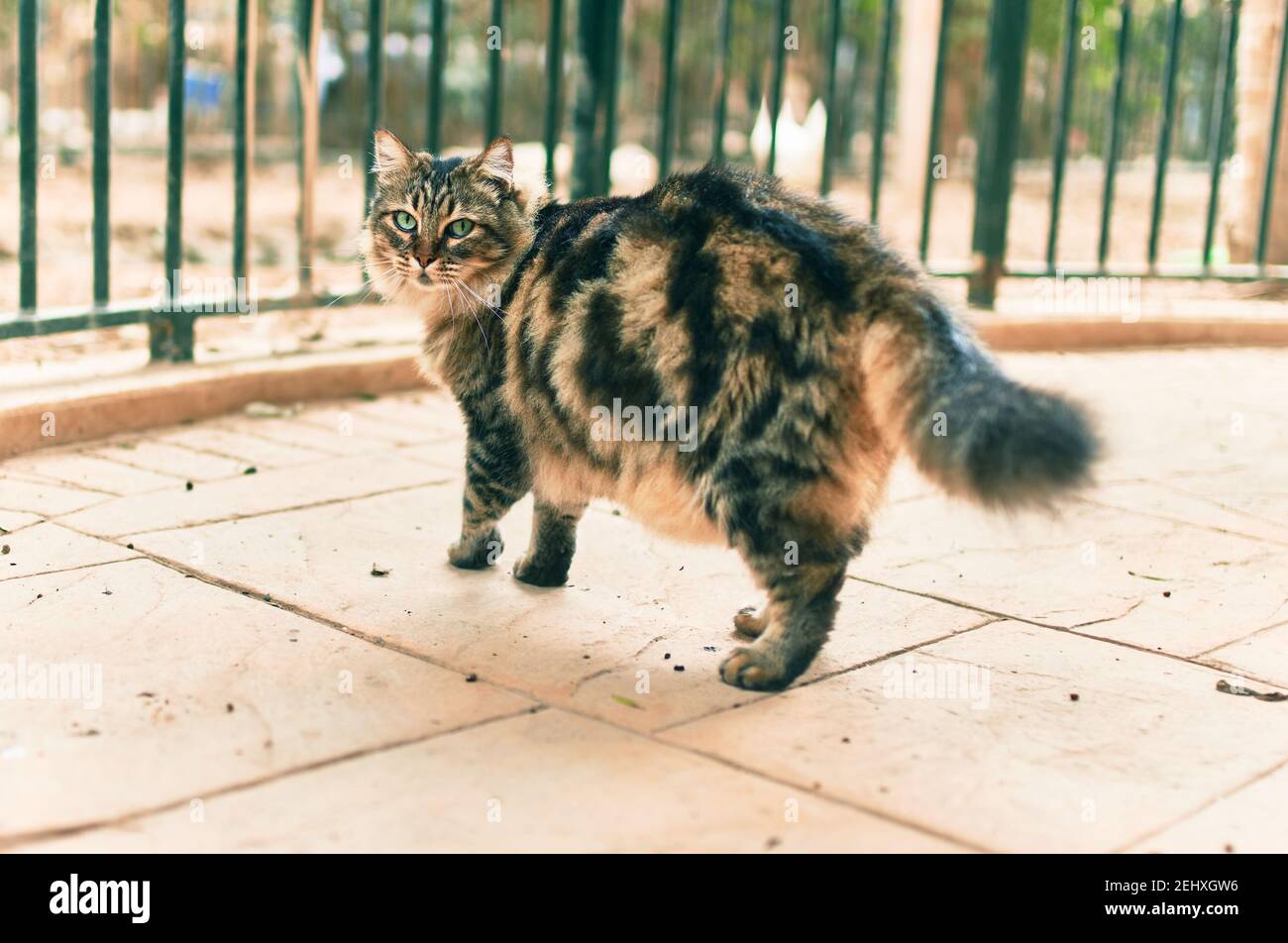 Adorable cat walking at the park Stock Photo - Alamy