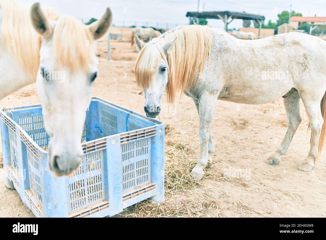 Adorable horses at the farm Stock Photo - Alamy