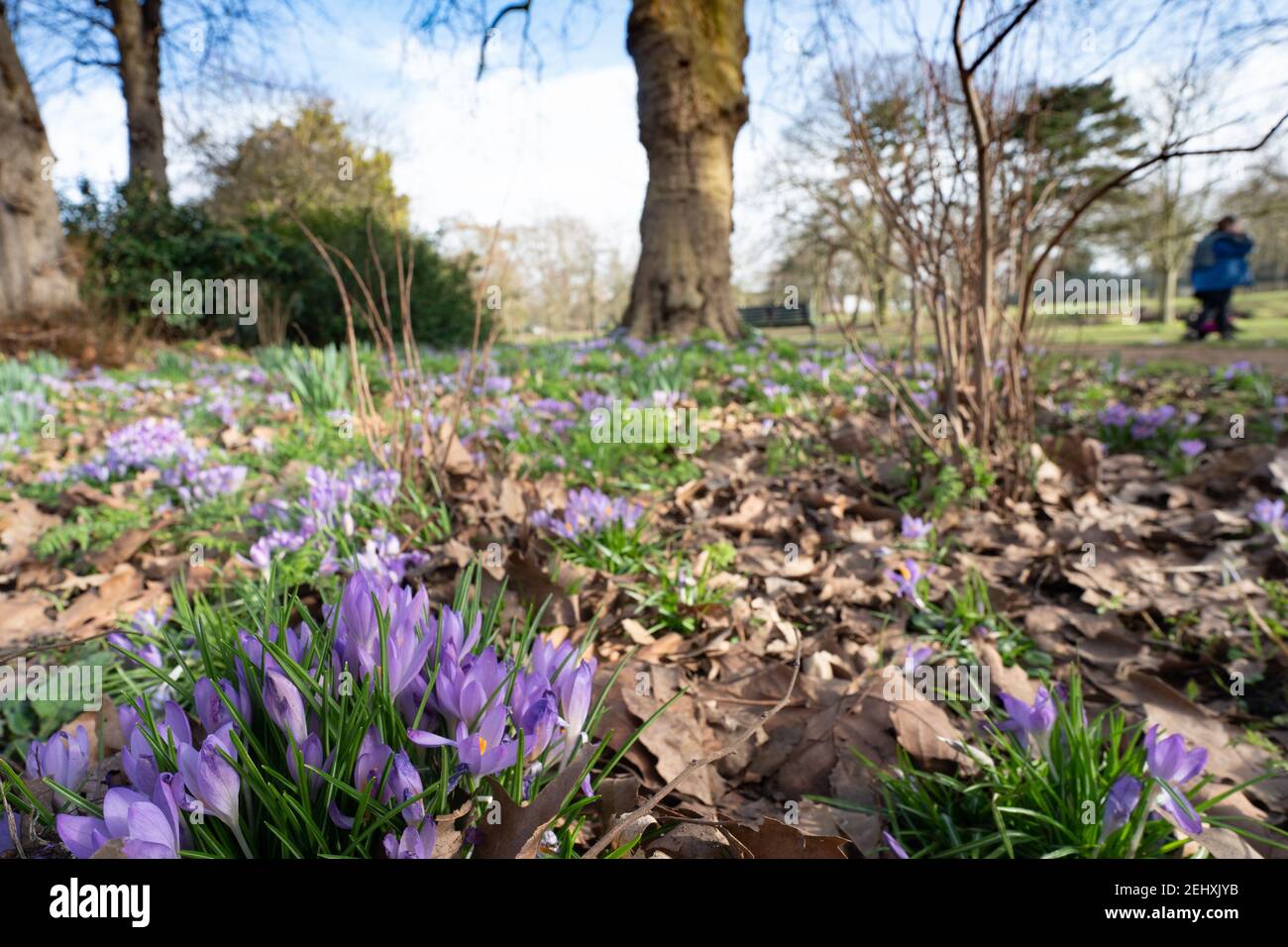 London, UK. 20th Feb, 2021. Wild purple crocuses in Lammas Park in ...